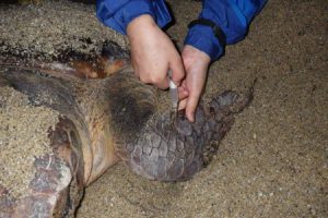 マイクロチップ（トロ―バン/Trovan） – サージミヤワキ株式会社 獣害対策商品 /放牧・畜産用資材/識別機器