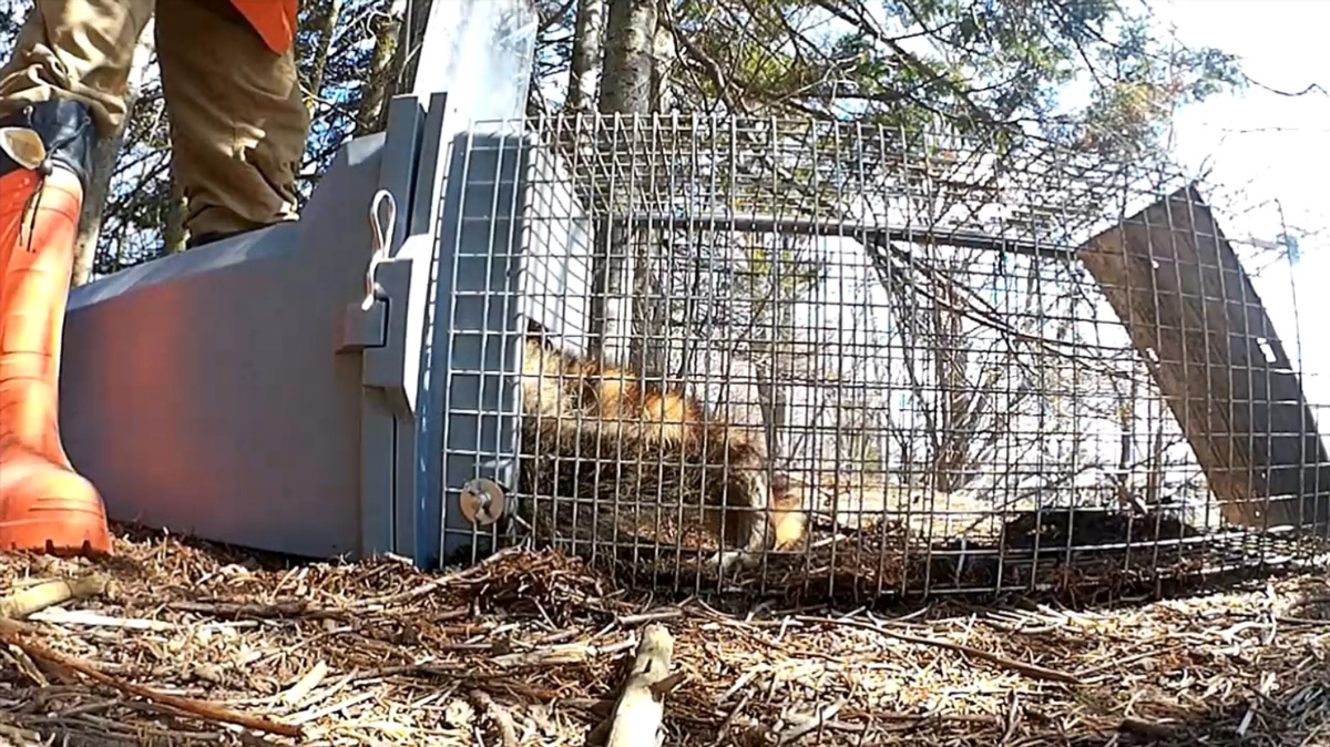 アライグマ捕獲器 – アライグマ 捕獲 法律 _ アライグマの捕獲 – TEFCP